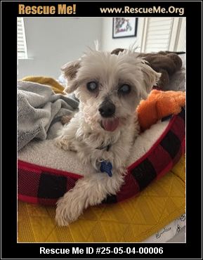 - North Carolina Maltese Rescue - ADOPTIONS - Rescue Me!