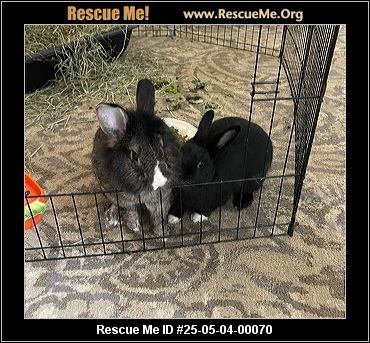 - Georgia Rabbit Rescue - ADOPTIONS - Rescue Me!