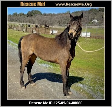 - California Horse Rescue - ADOPTIONS - Rescue Me!