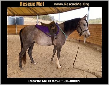 - California Horse Rescue - ADOPTIONS - Rescue Me!