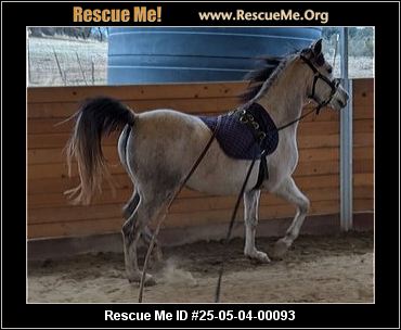 - California Horse Rescue - ADOPTIONS - Rescue Me!