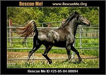 - California Horse Rescue - ADOPTIONS - Rescue Me!