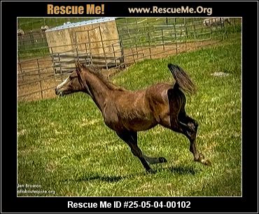- California Horse Rescue - ADOPTIONS - Rescue Me!