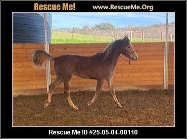 - California Horse Rescue - ADOPTIONS - Rescue Me!