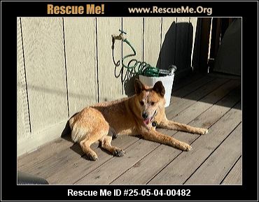 - California Australian Cattle Dog Rescue - ADOPTIONS - Rescue Me!