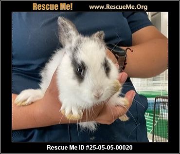 - California Rabbit Rescue - ADOPTIONS - Rescue Me!