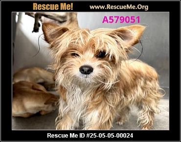 - California Yorkie Rescue - ADOPTIONS - Rescue Me!