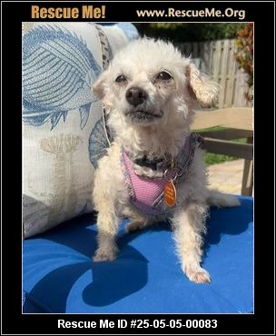 - Florida Maltese Rescue - ADOPTIONS - Rescue Me!