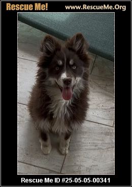 - Arizona Pomeranian Rescue - ADOPTIONS - Rescue Me!