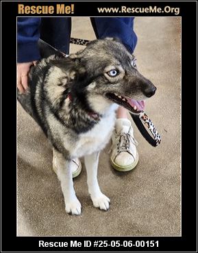 - Michigan Pomeranian Rescue - ADOPTIONS - Rescue Me!