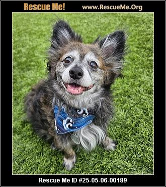 - Arizona Dog Rescue - ADOPTIONS - Rescue Me!