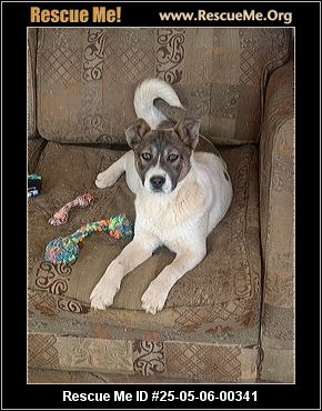 - Colorado Siberian Husky Rescue - ADOPTIONS - Rescue Me!