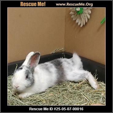 - California Rabbit Rescue - ADOPTIONS - Rescue Me!