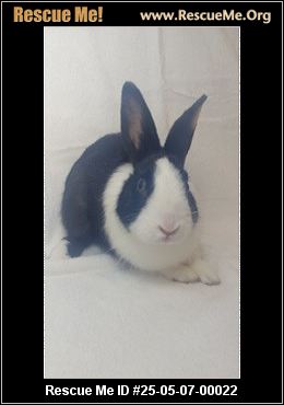 - California Rabbit Rescue - ADOPTIONS - Rescue Me!