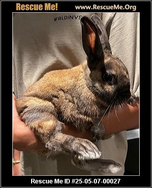 - California Rabbit Rescue - ADOPTIONS - Rescue Me!