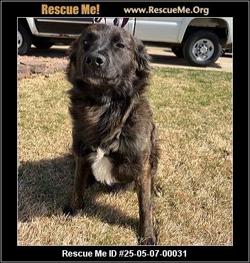 - Missouri Border Collie Rescue - ADOPTIONS - Rescue Me!