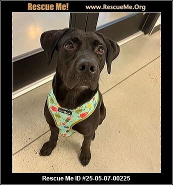 - Utah Dog Rescue - ADOPTIONS - Rescue Me!