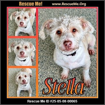 - Pennsylvania Poodle Rescue - ADOPTIONS - Rescue Me!