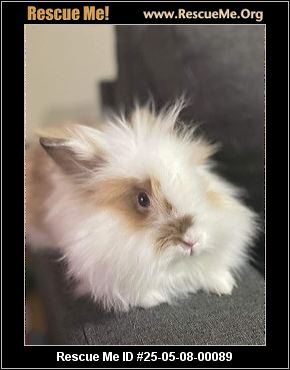 - Illinois Rabbit Rescue - ADOPTIONS - Rescue Me!