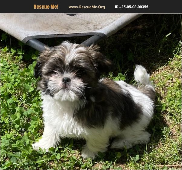 ADOPT 25050800355 ~ Shih Tzu Rescue ~ Lancaster, SC