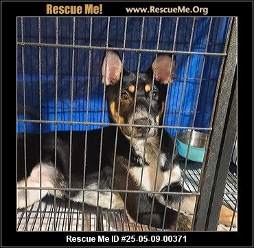 - Delaware Dog Rescue - ADOPTIONS - Rescue Me!