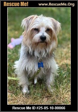 - North Carolina Maltese Rescue - ADOPTIONS - Rescue Me!