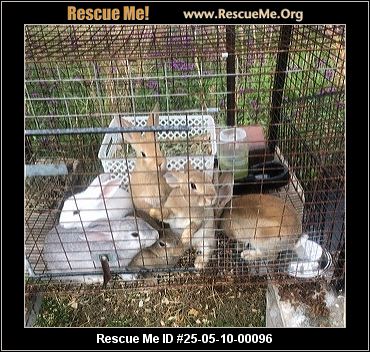 - Georgia Rabbit Rescue - ADOPTIONS - Rescue Me!