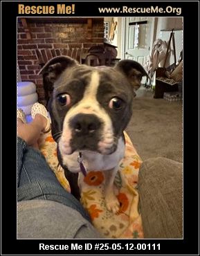 - Ohio Boston Terrier Rescue - ADOPTIONS - Rescue Me!