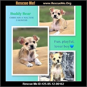 - Florida Maltese Rescue - ADOPTIONS - Rescue Me!