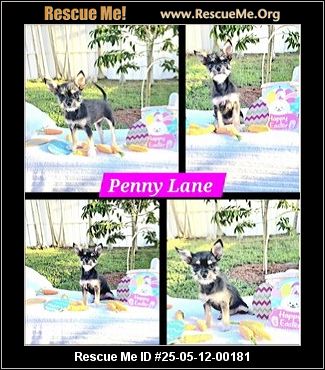 - Florida Maltese Rescue - ADOPTIONS - Rescue Me!