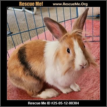 - California Rabbit Rescue - ADOPTIONS - Rescue Me!