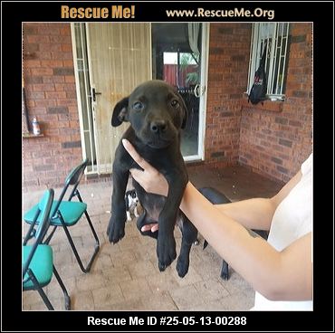 - Australia Dog Rescue - ADOPTIONS - Rescue Me!