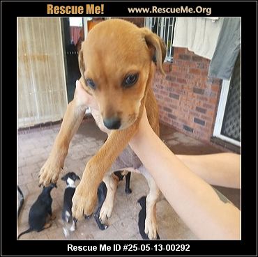 - Australia Dog Rescue - ADOPTIONS - Rescue Me!