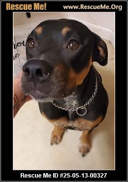 - Texas Mutt Rescue - ADOPTIONS - Rescue Me!