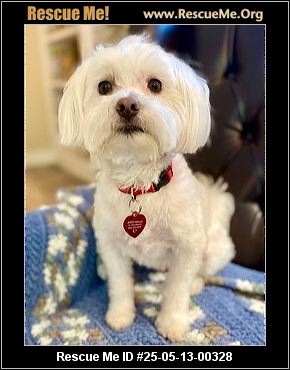 - Florida Maltese Rescue - ADOPTIONS - Rescue Me!