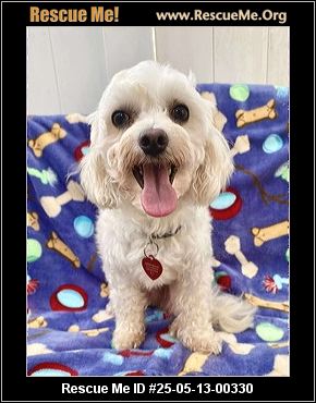 - Florida Maltese Rescue - ADOPTIONS - Rescue Me!