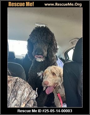 - Ohio Golden Retriever Rescue - ADOPTIONS - Rescue Me!