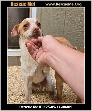 - New Mexico Dog Rescue - ADOPTIONS - Rescue Me!