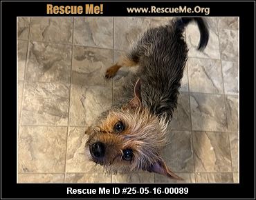 - Oklahoma Yorkie Rescue - ADOPTIONS - Rescue Me!