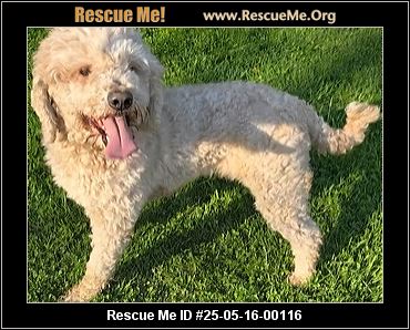 - Indiana Golden Retriever Rescue - ADOPTIONS - Rescue Me!