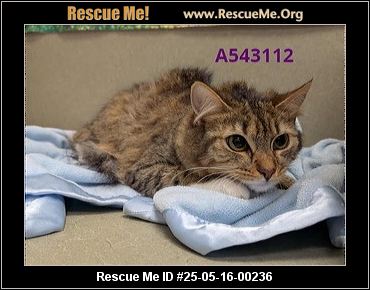 - California Cat Rescue - ADOPTIONS - Rescue Me!