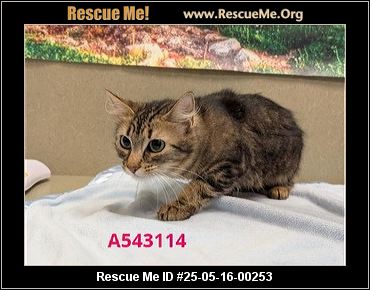 - California Cat Rescue - ADOPTIONS - Rescue Me!