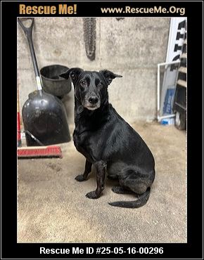 - Wisconsin Dog Rescue - ADOPTIONS - Rescue Me!