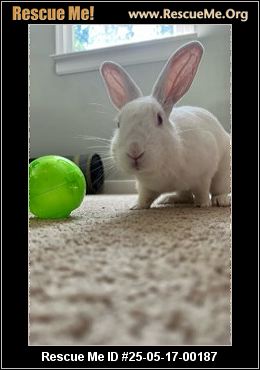 - Virginia Rabbit Rescue - ADOPTIONS - Rescue Me!