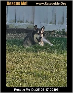 - Ohio Siberian Husky Rescue - ADOPTIONS - Rescue Me!