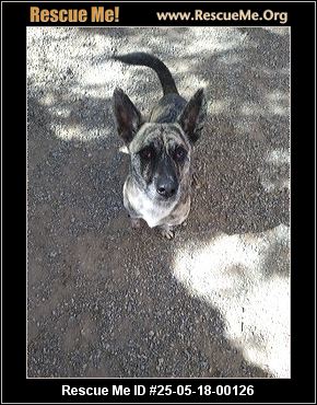 - Arizona Corgi Rescue - ADOPTIONS - Rescue Me!