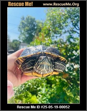 - Illinois Reptile/Amphibian Rescue - ADOPTIONS - Rescue Me!