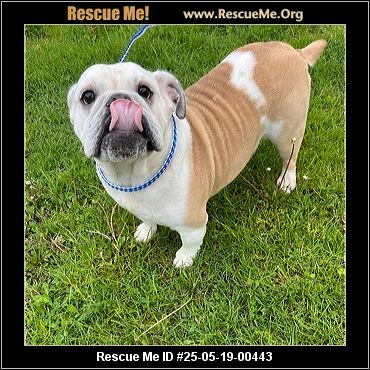 - Ohio Pug Rescue - ADOPTIONS - Rescue Me!