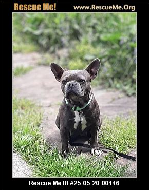 - Ohio Boston Terrier Rescue - ADOPTIONS - Rescue Me!