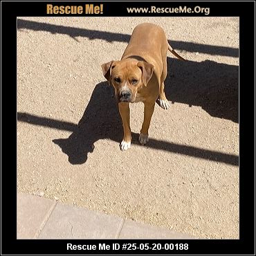 - Arizona Boxer Rescue - ADOPTIONS - Rescue Me!